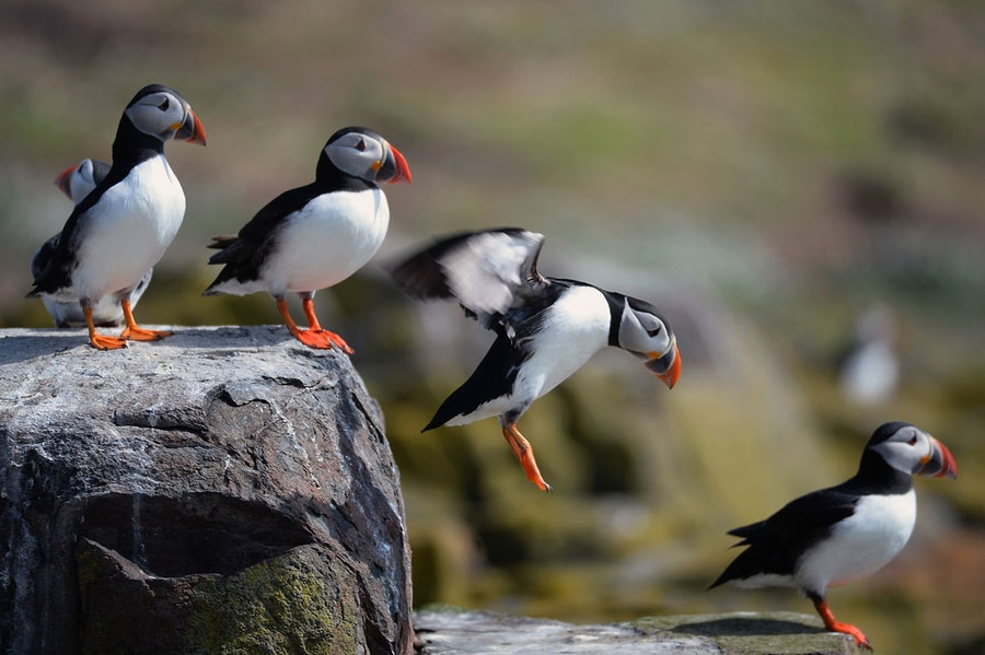 Sinopec - Puffin Field, Subsea Support